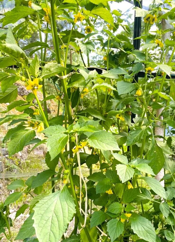 Roasted Tomatillo Salsa with Fresh Cilantro and Lime - cookingwithella.com